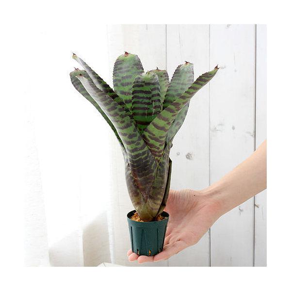 観葉　邑楽店　_gardening　sfset　_hachu　観葉植物　園芸　ガーデニング　ビバリウム　アクアテラリウム　パルダリウム　両爬向き植物　アナナス　パイナップル科　ブロメリア　タンクブロメリア　着生植物　ネオレゲリアシリーズ　N...