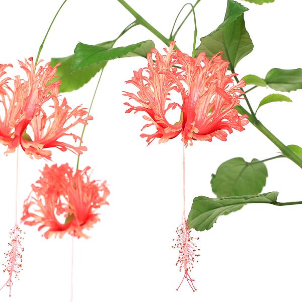 観葉植物　山野草　_gardening　ガーデニング　花　苗　育て方　育成方法　栽培方法　ハイビスカス　スキゾペタルス　コーラルハイビスカス　原種　アオイ科フヨウ属　Ｈｉｂｉｓｃｕｓ　ｓｃｈｉｚｏｐｅｔａｌｕｓ　ｃｐｆplants　OSH　...