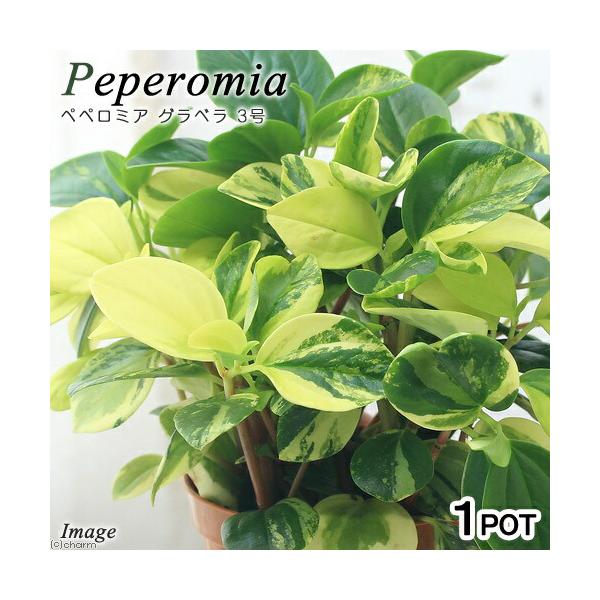 muryotassei_600_699　（観葉）　（邑楽店）　_gardening　_hachu　_kame　観葉植物　園芸　ガーデニング　ビバリウム　アクアテラリウム　パルダリウム　両爬向き植物　つる性　匍匐性　コショウ科　サダソウ属　P...