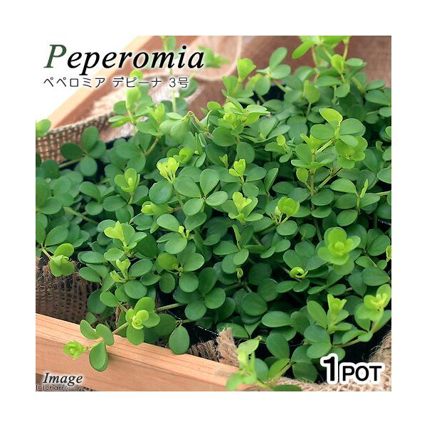 _gardening　_hachu　_kame　観葉植物　園芸　ガーデニング　ビバリウム　アクアテラリウム　パルダリウム　両爬向き植物　つる性　匍匐性　コショウ科　サダソウ属　Peperomia　deppeana　デッピーナ　デッペアナ　ア...