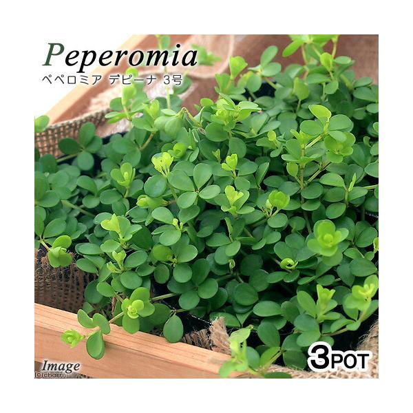 _gardening　_hachu　_kame　観葉植物　園芸　ガーデニング　ビバリウム　アクアテラリウム　パルダリウム　両爬向き植物　つる性　匍匐性　コショウ科　サダソウ属　Peperomia　deppeana　デッピーナ　デッペアナ　ア...