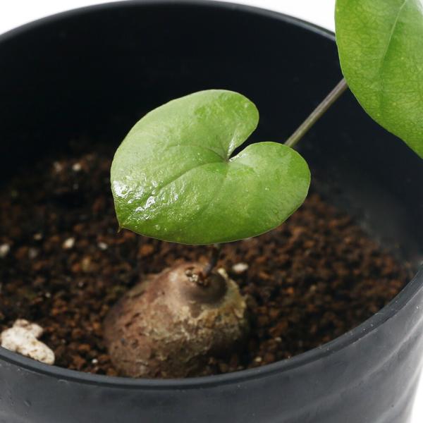 （観葉植物）　観葉植物　tanikuplapot_series　bizarre_series　_gardening　_hachu　sfset　ガーデニング　園芸　多肉植物　塊根植物　ビザール　プランツ　ガガイモ　コーデックス　ヤマノイモ　ア...