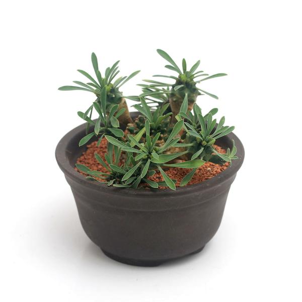 _hachu　_gardening　_kame　ガーデニング　多肉植物　インテリア　tanikuplapot_series　Euphorbia　'gabizan'　植物　植物生体　ガーデニング生体　育て方　育成方法　栽培方法　観葉植物　20...