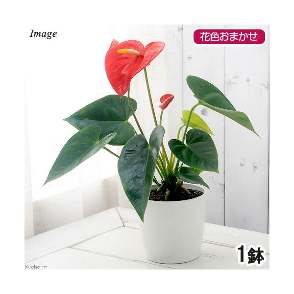 観葉植物　園芸　ガーデニング　ビバリウム　アクアテラリウム　パルダリウム　サトイモ　アンスリウム　アンスリューム　サトイモ科　ベニウチワ属　Anthurium　andreanum　鉢花　花　苗　アンスリウムシリーズ　_gardening　f...