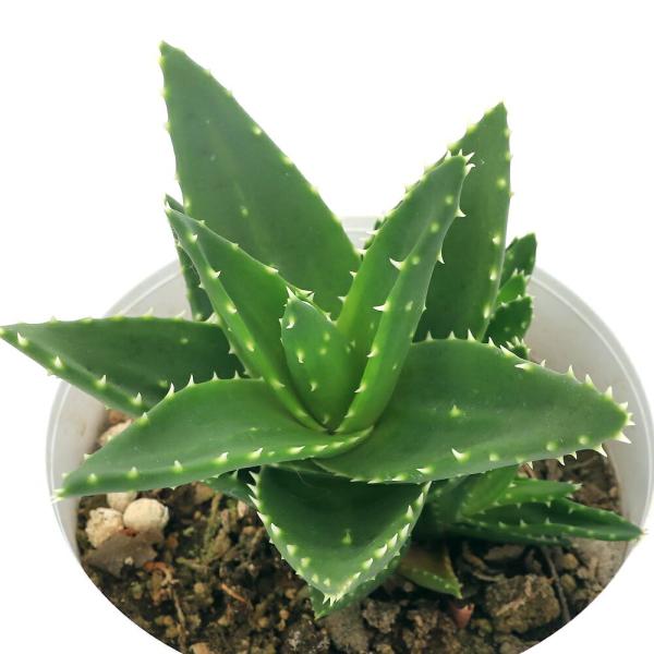 観葉植物　_kame　ガーデニング　多肉植物　アロエ　不夜城　Aloe　nobilis　20150930　ＴＫ　育て方　育成方法　栽培方法　ＭＩ　kaijo　toukihassouhuka