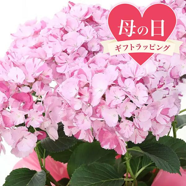 ●母の日ギフト●　●母の日ギフト2026●　西洋アジサイ　舞姫（マリ咲き）　５号（１鉢）　日時指定不可　同梱不可　_gardening　（観葉植物）　mathersdaygoods　motherhydrangea　sfset　smset　ア...