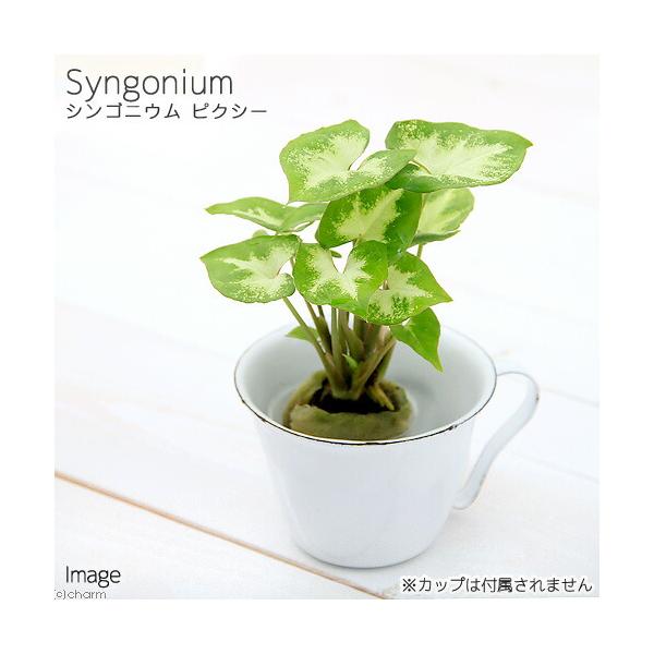 _kame　_hachu　観葉植物　ガーデニング　ビバリウム　アクアテラリウム　パルダリウム　サトイモ　シンゴニューム　Syngonium　podophyllum　“Ｐｉｘｉｅ”　ハイドロカルチャー　オアシス苗　oasisnae　両爬向き植...