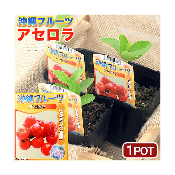 _gardening　ガーデニング　野菜　苗　家庭菜園　園芸　野菜の苗　野菜苗　ポット苗　Malpighia　emarginata　rep_vegetable　vegetable_series　ウエストインディアンチェリー　バルバドスチェリ...