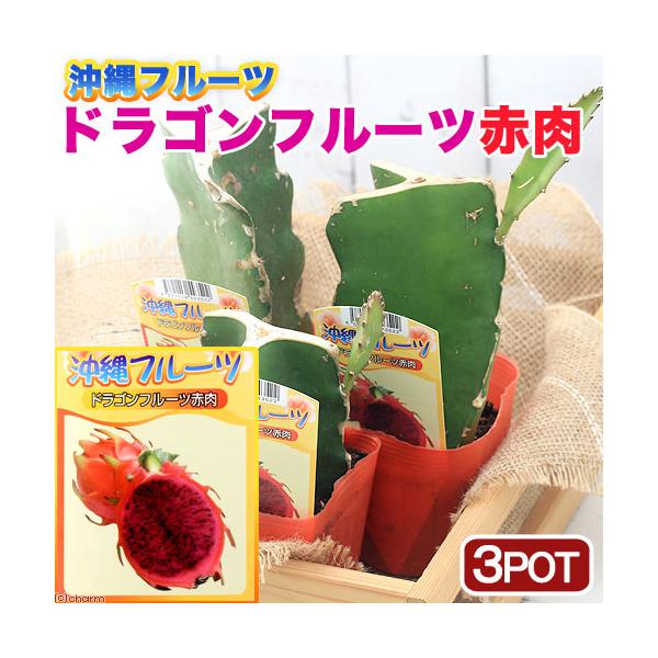 メーカー：東京花壇 ガーデニング　野菜　苗　家庭菜園　園芸　野菜の苗　野菜苗　ポット苗　rep_vegetable　vegetable_series　Hylocereus　undatus　ピタヤ　サボテン科　ヒモサボテン属　三角仙人掌　サン...