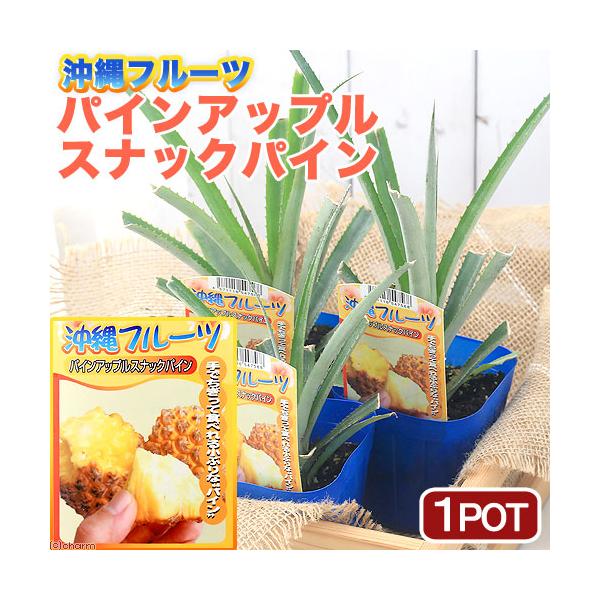 frditem_hidden　_gardening　ガーデニング　野菜　苗　家庭菜園　園芸　野菜の苗　野菜苗　ポット苗　パイナップル　パイナップル科　パイナップル属　ボゴールパイン　熱帯アジア　Ananas　comosus　‘Bogor’　...