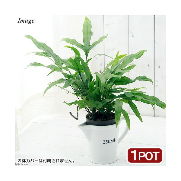 観葉植物　園芸　ガーデニング　ビバリウム　アクアテラリウム　パルダリウム　水草　クリプトとその近縁　Microsorum　ミクロソリム　ミクロソラム　ハイドロ苗　オアシス苗　プランテリア　planterior　oasisnae　両爬向き植物...