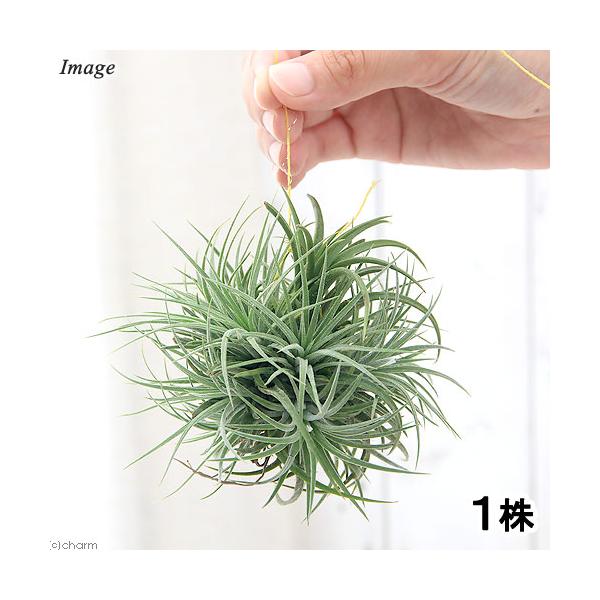 _interior　sfset　_gardening　インテリア　インテリア・雑貨　ガーデニング　観葉植物　園芸　ビバリウム　アクアテラリウム　パルダリウム　両爬向き植物　パイナップル科　ハナアナナス属　着生植物　エアブロメリア　エアプラン...