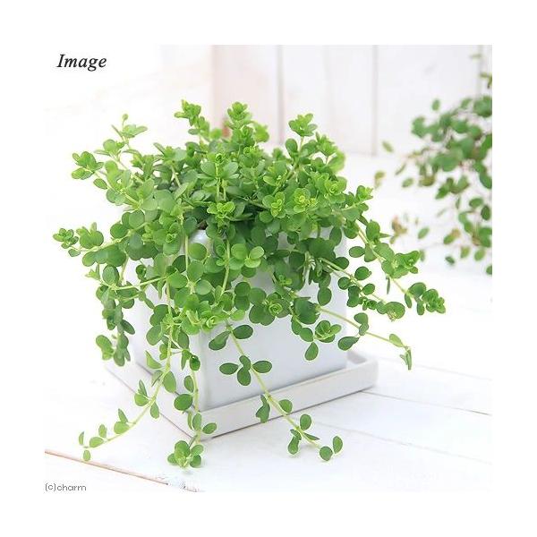 ガーデニング　観葉植物　園芸　ビバリウム　アクアテラリウム　パルダリウム　両爬向き植物　つる性　ダイス陶器鉢植えシリーズ　陶器鉢植えシリーズ　植物　植物生体　ガーデニング生体　toukibachikannyou_series　pottery...