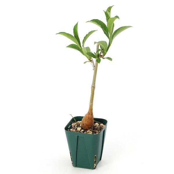 _gardening　ガーデニング　多肉植物　コーデックス　さかさまの木　バオバブ　マダガスカル植物シリーズ　育て方　育成方法　栽培方法　観葉植物　Ａｄａｎｓｏｎｉａ　ｄｉｇｉｔａｔａ　ＯＳＨ　20180817　bizarre_series...