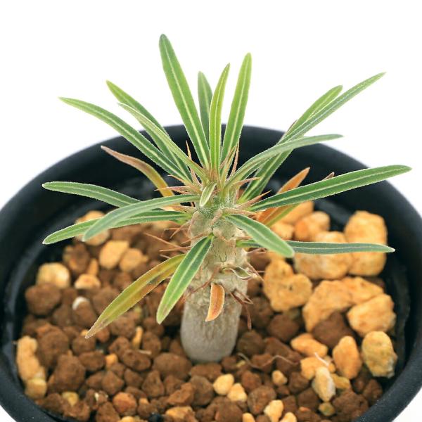 観葉植物　園芸　ガーデニング　ビバリウム　アクアテラリウム　パルダリウム　両爬向き植物　水草　ヒドノフィツム　アリ植物　塊根植物　コーデックス　蟻の巣玉　着生植物　vivariumplants　vivariumplants_hinnsyu　...