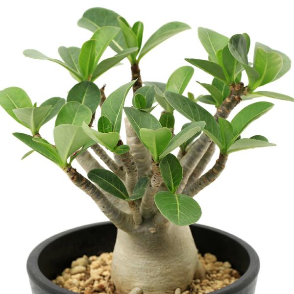 _hachu　_gardening　sfset　（観葉）　（邑楽店）　ガーデニング　多肉植物　アデニューム　アデニウム　コーデックス　マダガスカル植物シリーズ　Ａｄｅｎｉｕｍ　ｖａｒ．　砂漠のバラ　キョウチクトウ　熱帯植物　Ｄｅｓｅｒｔ　Ｒ...