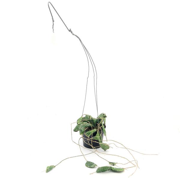 sfset　（観葉）　（邑楽店）　_gardening　_hachu　_kame　観葉植物　園芸　ガーデニング　多肉植物　ビバリウム　アクアテラリウム　パルダリウム　両爬向き植物　ガガイモ科　つる性　蔓性　サクララン属　ホヤ属　桜蘭　Hoy...