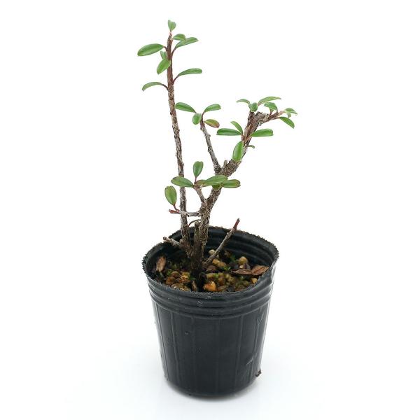 _kame　_hachu　（観葉植物）　ガーデニング　観葉植物　園芸　ビバリウム　アクアテラリウム　パルダリウム　花　苗　洋　vivariumplants　vivariumplants_hinnsyu　植物　植物生体　ガーデニング生体　ミニ...