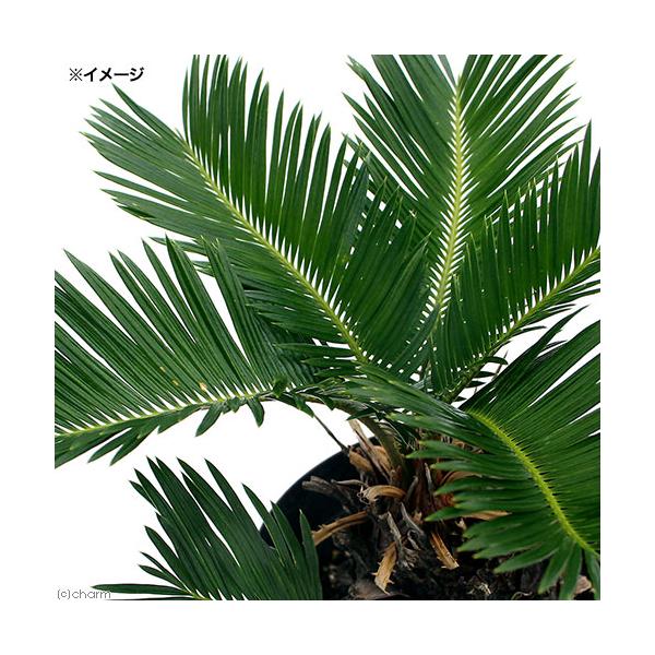 ガーデニング　観葉植物　ソテツ　蘇鉄　育て方　育成方法　栽培方法　南国　ヤシ　海辺植物　海岸　CＣｙｃａｓ　ｒｅｖｏｌｕｔａ　ソテツ科ソテツ属　常緑低木　東アジア　南西諸島　20191115　NMI　opa2_delete　toukihas...