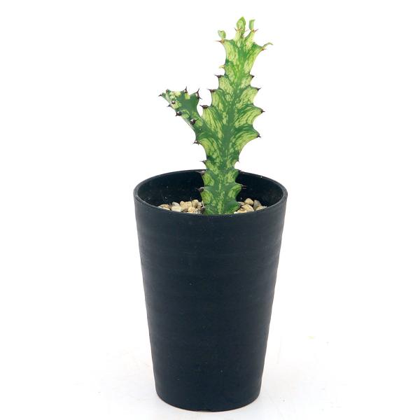 ガーデニング　サボテン・多肉植物植物　インテリア　tanikuplapot_series　植物　植物生体　ガーデニング生体　ビバリウム　アクアテラリウム　パルダリウム　育て方　育成方法　栽培方法　観葉植物　Euphorbiaceae　トウダ...