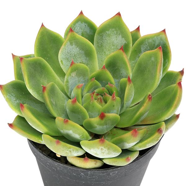 _gardening　_hachu　_kame　ガーデニング　サボテン・多肉植物　エケベリア　Echeveria　'Beatrice'　チワワリンゼ　ベアトリーチェ　ベアトリス　チワワエンシス　リンゼアナ　ベンケイソウ科エケベリア属　中米　...