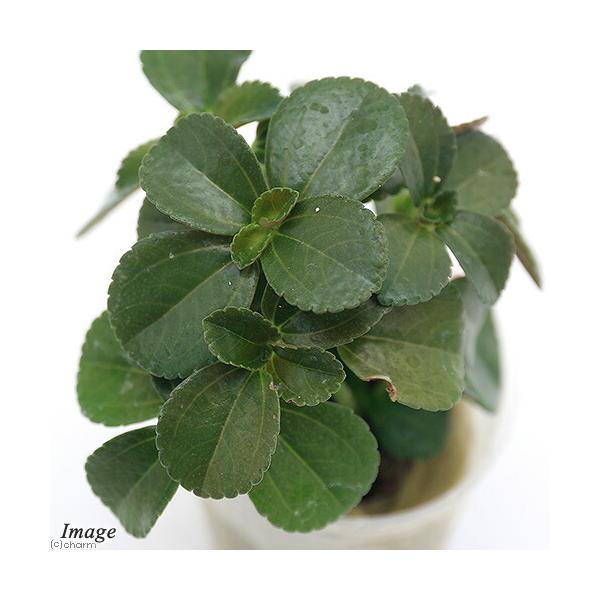 muryotassei_500_599　_gardening　ガーデニング　観葉植物　ハイドロカルチャー　オアシス苗　all_plants　oasisnae　両爬向き植物　オアシス苗単品　オアシス苗　植物　植物生体　ガーデニング生体　Pil...