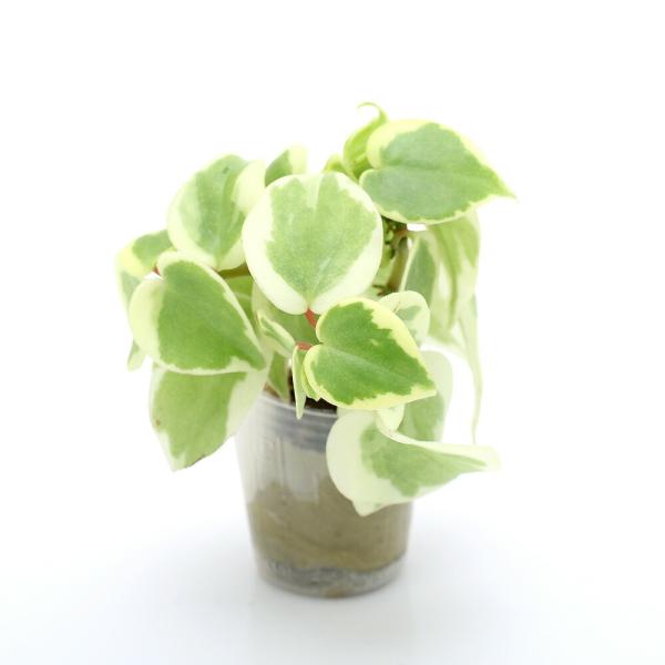 muryotassei_500_599　_gardening　ガーデニング　観葉植物　ハイドロカルチャー　オアシス苗　all_plants　oasisnae　両爬向き植物　オアシス苗単品　オアシス苗　植物　植物生体　ガーデニング生体　Pep...