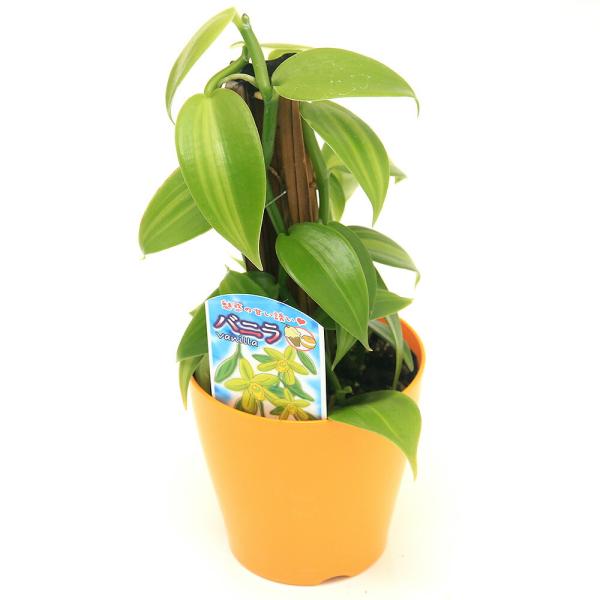 _kame　_hachu　muryotassei_900_999　_gardening　ガーデニング　観葉植物　バニラエッセンス　蘭　ラン　洋ランシリーズ　バニラ　苗　支柱　Vanilla　planifolia　ラン科バニラ属　蔓性植物　熱...
