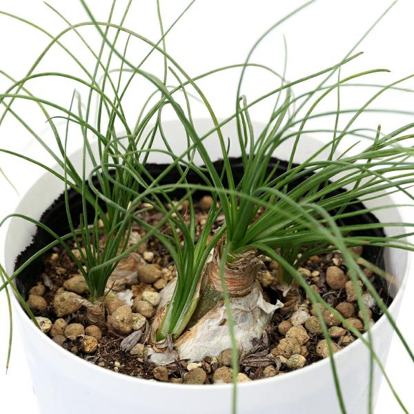 _gardening　_hachu　_kame　ガーデニング　多肉植物　観葉植物　アルプカ　ユリ科　植物　植物生体　ガーデニング生体　tanikuplapot_series　育て方　育成方法　栽培方法　ケープバルブ　Liliaceae　Al...