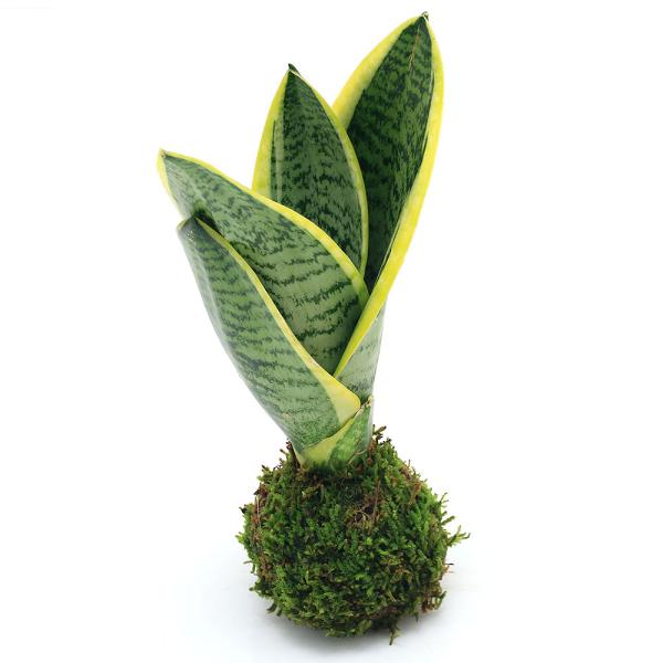 _gardening　こけだま　苔玉　ガーデニング　コケ　苔　観葉植物　こけ玉　和　和風　侘び寂び　わびさび　Ｃbanner_kokedama　植物　植物生体　ガーデニング生体　育て方　育成方法　栽培方法　20190618　KO　opa2_...