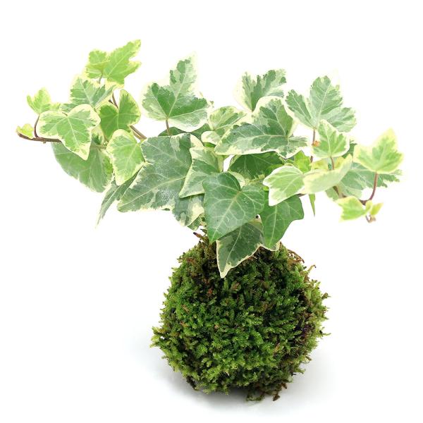 paludariumplants　パルダリウム　テラリウム　_gardening　こけだま　苔玉　ガーデニング　コケ　苔　観葉植物　こけ玉　和　和風　侘び寂び　わびさび　Ｃbanner_kokedama　植物　植物生体　ガーデニング生体　育...