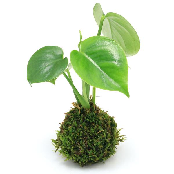 paludariumplants　パルダリウム　テラリウム　_gardening　こけだま　苔玉　ガーデニング　コケ　苔　観葉植物　こけ玉　和　和風　侘び寂び　わびさび　Ｃbanner_kokedama　植物　植物生体　ガーデニング生体　育...