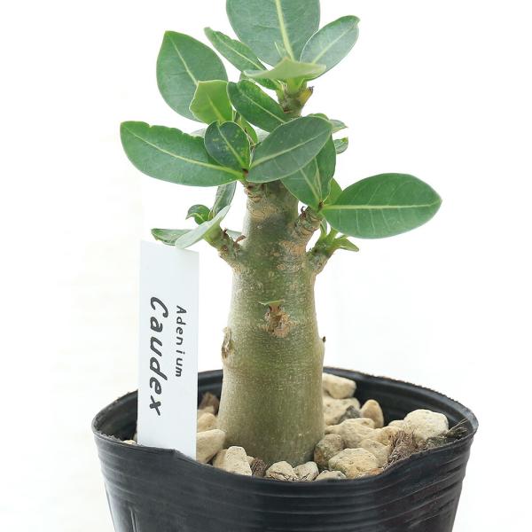 _gardening　観葉　ガーデニング　多肉植物　アデニューム　アデニウム　コーデックス　マダガスカル植物シリーズ　Ａｄｅｎｉｕｍ　砂漠のバラ　キョウチクトウ　熱帯植物　Ｄｅｓｅｒｔ　Ｒｏｓｅ　塊根植物　カオ　ナンファン　bizarre_...