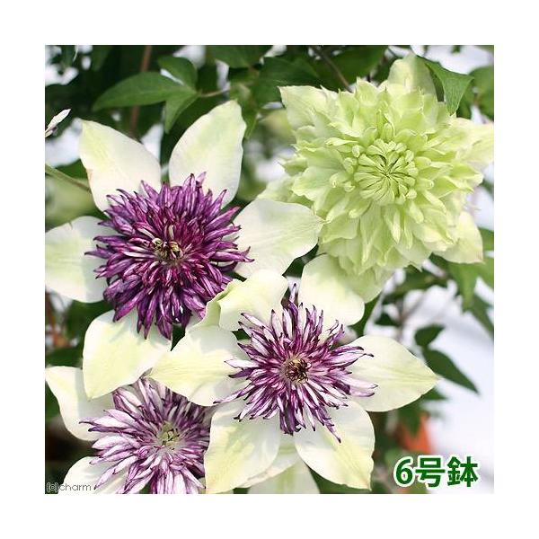 ガーデニング　花　苗　鉢花　クレマチス　カザグルマ　テッセン　シーボルディ　20130508　ＨＴ　クレマチスシリーズ　育て方　育成方法　栽培方法　観葉植物　flower_pots　Ｃｌｅｍａｔｉｓ　green_curtain