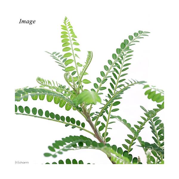 muryotassei_900_999　_gardening　ガーデニング　観葉　植物　メルヘンの木　ソフォラ　Sophora prostrata　プロスタータ　希少　オシャレ　インテリア　かわいい　ジグザグ　Sophora molloyi...