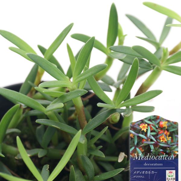 paludariumplants　_kame　観葉植物　園芸　ガーデニング　ビバリウム　アクアテラリウム　パルダリウム　花　苗　洋ランシリーズ　洋蘭　着生ラン　デンドロビウム　Ｄｅｎｄｒｏｂｉｕｍ　senile　dendrobium_ser...