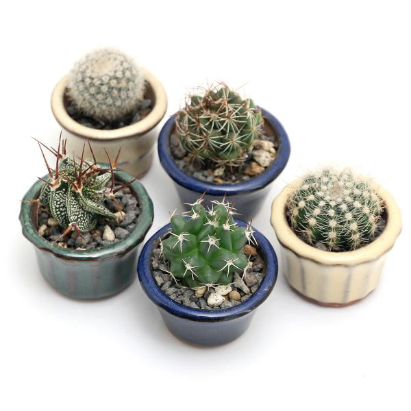 ガーデニング　サボテン植物　ミニサボテン　プチサボテン　puchisabo_series　puchisabo_taniku_series　育て方　育成方法　栽培方法　観葉植物　豆鉢　和　モダン　和室　インテリア　20191002　NMI　多...