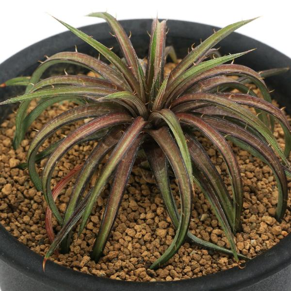 （観葉植物）　ガーデニング　観葉植物　ディッキア　Ｄｅｃｋｉａ　Ｆｏｓｔｅｒｉａｎａ　saki27to09p10_toki　育て方　育成方法　栽培方法　toukibachiue_dice　Ｄｙｃｋｉａ　ｃｈｏｒｉｓｔａｍｉｎｅａ　アナナス科...