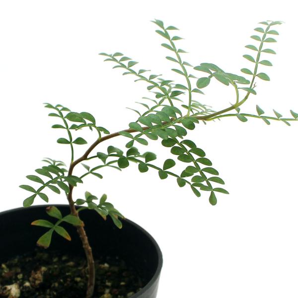 sfset　_gardening　_hachu　観葉植物　園芸　ガーデニング　多肉植物　塊根植物　ビバリウム　アクアテラリウム　パルダリウム　両爬向き植物　ウルシ科オペルクリカリア属　Operculicarya　コーデックス　all_pla...