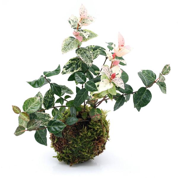 paludariumplants　パルダリウム　テラリウム　_gardening　こけだま　苔玉　ガーデニング　コケ　苔　観葉植物　こけ玉　和　和風　侘び寂び　わびさび　Ｃbanner_kokedama　植物　植物生体　ガーデニング生体　育...