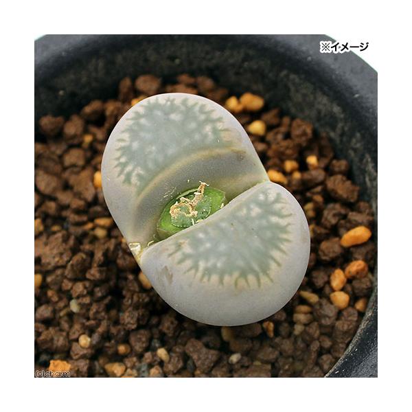 _hachu　_kame　ガーデニング　サボテン・多肉植物　リトープス　_gardening　育て方　育成方法　栽培方法　観葉植物　Lithops　marmorata　アフリカ南部　メセン科リトープス属　20191129　NMI　opa2_...