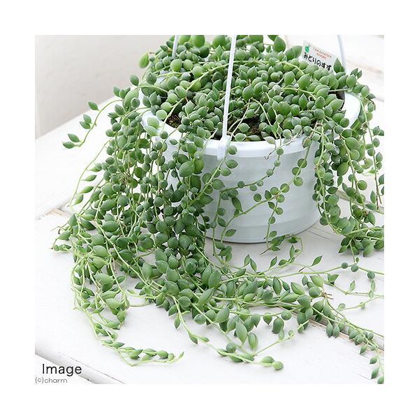 観葉植物　_kame　園芸　ガーデニング　多肉植物　ビバリウム　アクアテラリウム　パルダリウム　両爬向き植物　キク科　セネキオ属　つる性　蔓性　グリーンネックレスシリーズ　Senecio　rowleyanus　セネシオ　ロウリーアヌス　緑の...