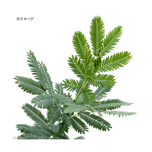 _gardening　ガーデニング　ハーブ　苗　herbpot_series　育て方　育成方法　栽培方法　観葉植物　090list　料理　香辛料　調理　風味付け　ゼラニウム　スィートミモザ　スイートミモザ　スィート　スイート　ａｃａｃｉａ　...