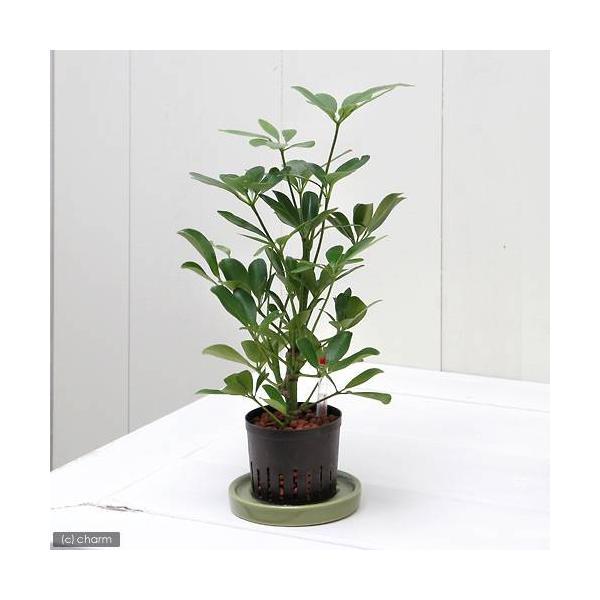 観葉植物　ガーデニング　リュウケツジュ　竜血樹　ドラセナデレメンシス　ドラセナアオワーネッキー　ドラセナ青ワーネッキー　Dracaena　deremensis　'Virens　Compacta'　ハイドロカルチャー　ハイドロ苗　オアシス苗　...