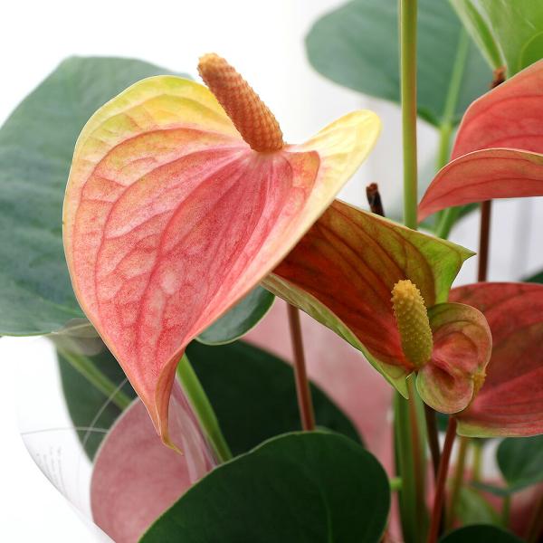 _gardening　観葉植物　園芸　ガーデニング　ビバリウム　アクアテラリウム　パルダリウム　サトイモ　アンスリウム　アンスリューム　Anthurium　andreanum　花　苗　アンスリウムシリーズ　母の日鉢花単品　育て方　育成方法　...
