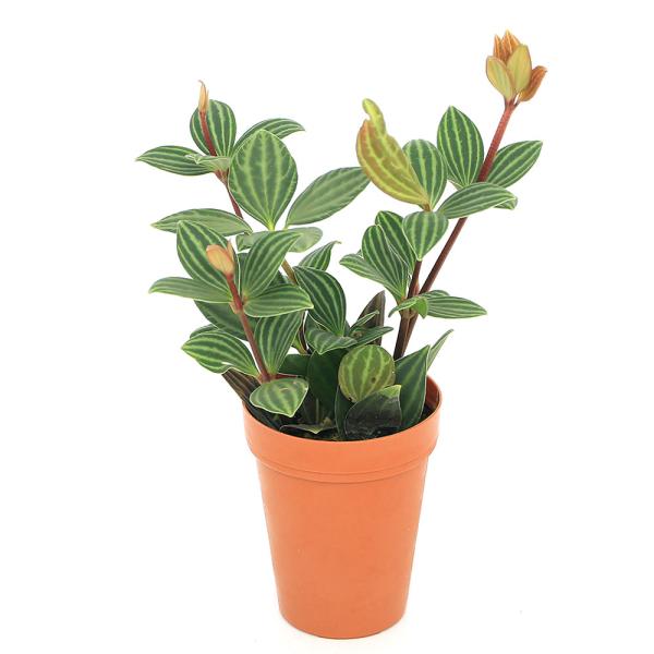 観葉植物　_gardening　_hachu　muryotassei_500_599　_kame　園芸　ガーデニング　ビバリウム　アクアテラリウム　パルダリウム　両爬向き植物　コショウ科　直立性　サダソウ属　peperomia　petiol...