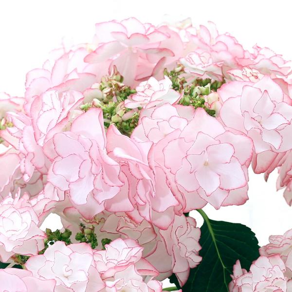 （観葉植物）　ガーデニング　花　鉢花　紫陽花　アジサイ　あじさい　西洋あじさい　ハイドランジア　西洋紫陽花　西洋アジサイ　母の日鉢花単品　育て方　育成方法　栽培方法　観葉植物　20200601　KO　ケイコ