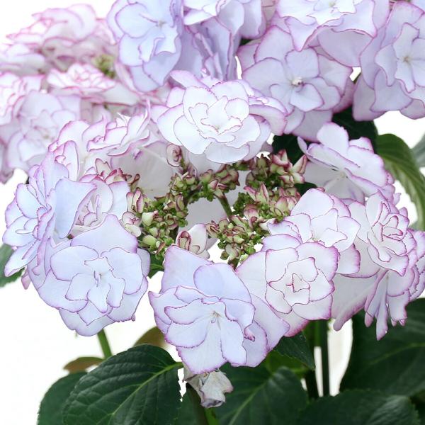 （観葉植物）　ガーデニング　花　鉢花　紫陽花　アジサイ　あじさい　西洋あじさい　西洋紫陽花　西洋アジサイ　w41a8qfhガーデニング　母の日鉢花単品　母の日鉢花単品2017　育て方　育成方法　栽培方法　観葉植物　mrs1905_1pd_k...
