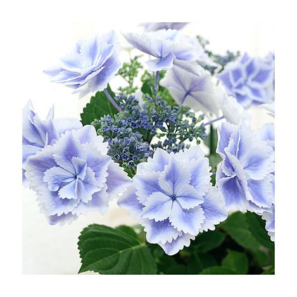 ガーデニング　園芸　花　鉢花　紫陽花　アジサイ　西洋あじさい　西洋紫陽花　キラキラ星　母の日鉢花単品　育て方　育成方法　栽培方法　観葉植物　20190531　NT　flower_pots　opa2_delete
