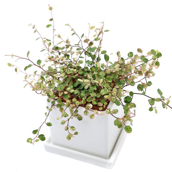 観葉植物　ガーデニング　ダイス陶器鉢植えシリーズ　陶器鉢植えシリーズ　植物　植物生体　ガーデニング生体　キジムナー　幸福　樹　toukibachikannyou_series　pottery_plant_series　育て方　育成方法　栽培...